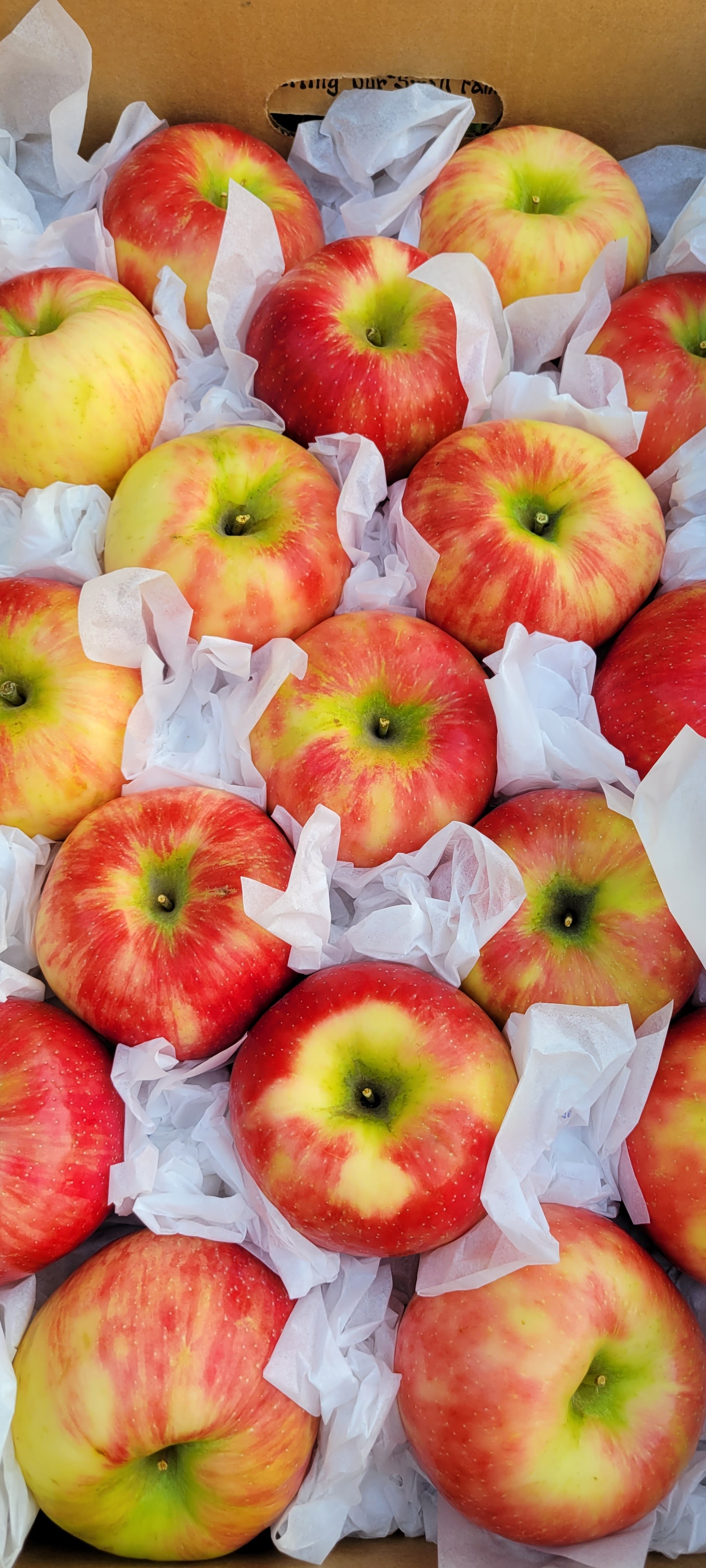 Whitestone Mountain Orchard – OPMA – Okanogan Producers Marketing ...