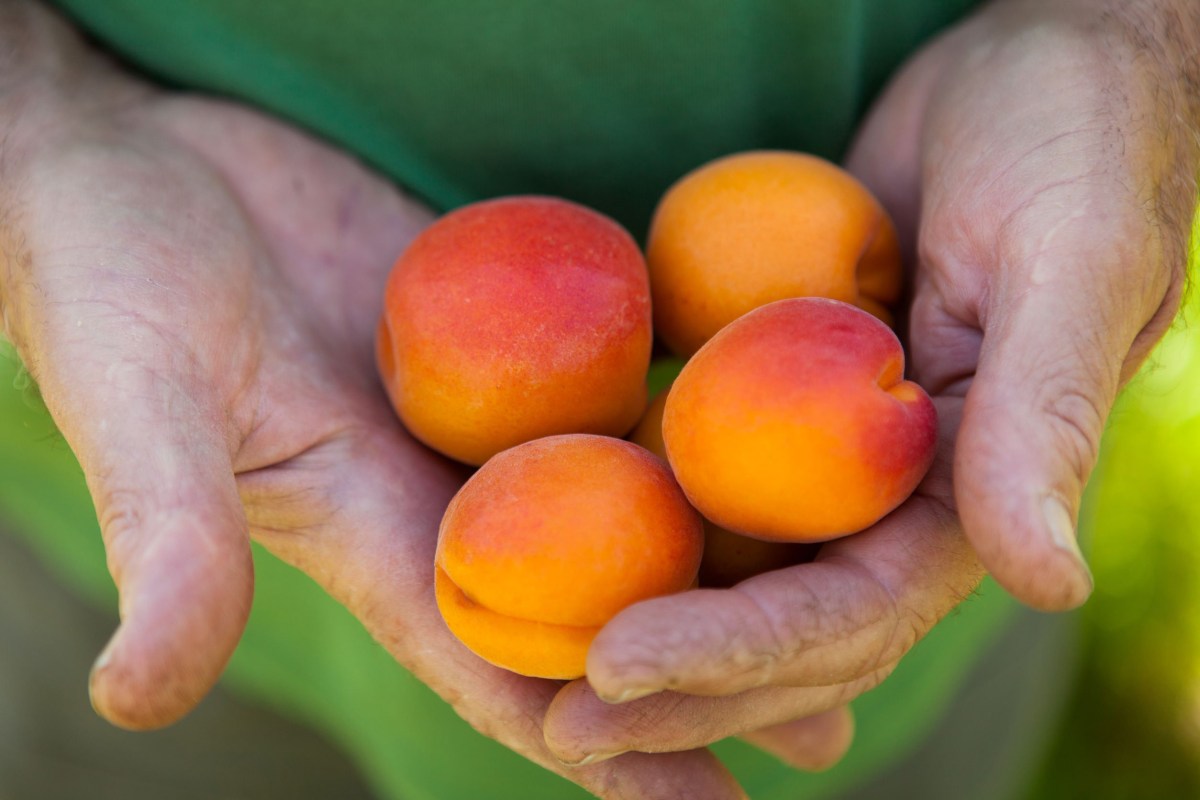 Apple Cart Fruit – OPMA – Okanogan Producers Marketing Association