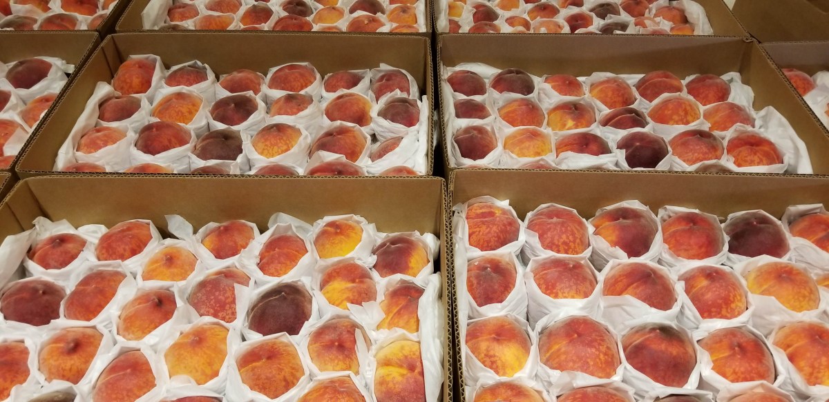 Filaree Fruit – OPMA – Okanogan Producers Marketing Association