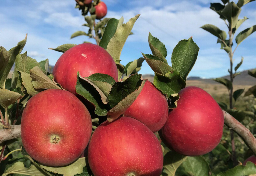 Whitestone Mountain Orchard – OPMA – Okanogan Producers Marketing ...