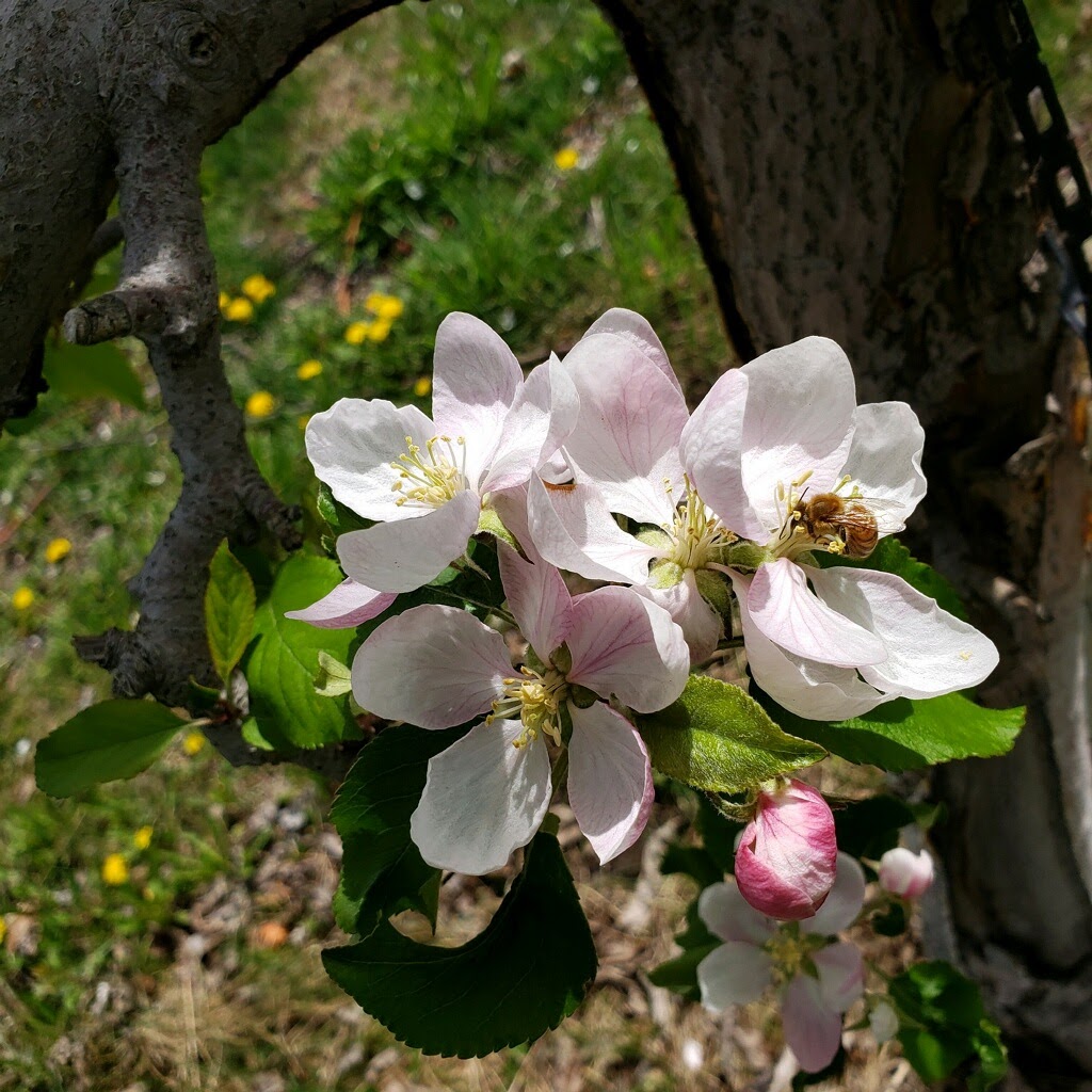 Whitestone Mountain Orchard – OPMA – Okanogan Producers Marketing ...