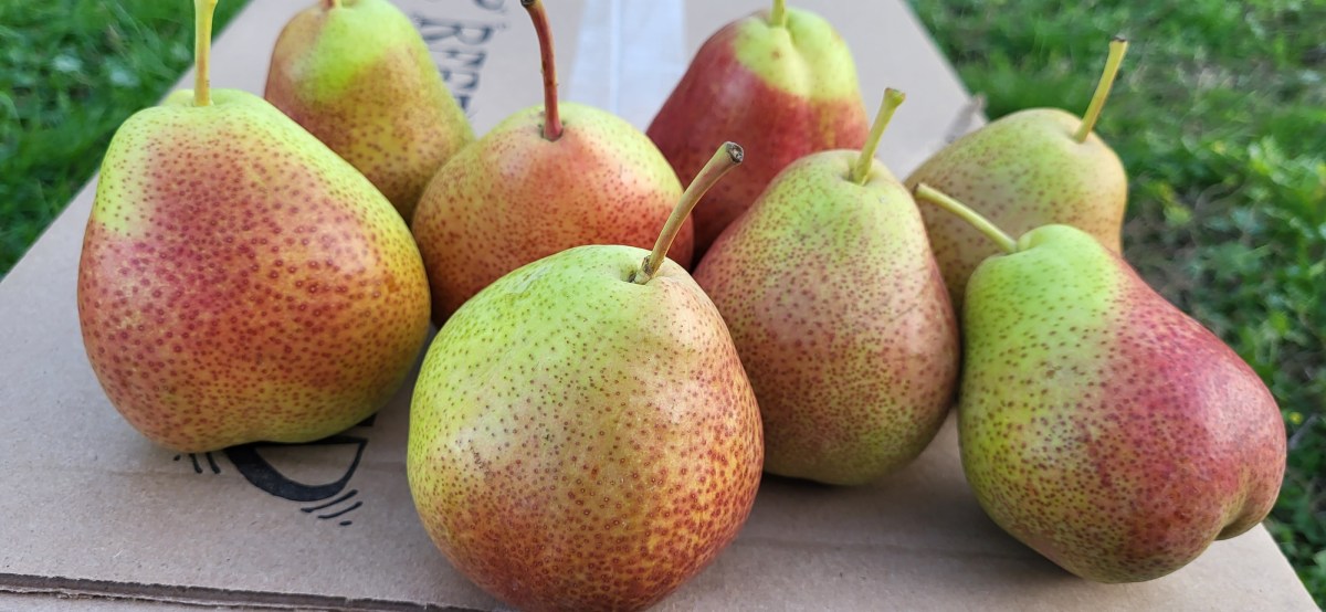 Bunny Laine Fruit – OPMA – Okanogan Producers Marketing Association